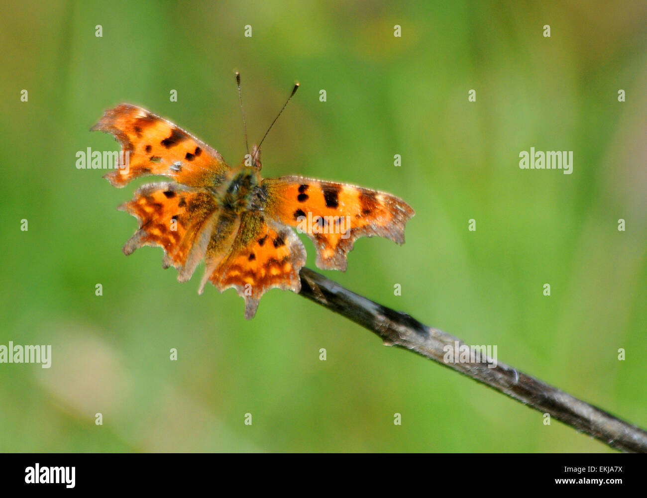 Comma and butterfly hi-res stock photography and images - Alamy