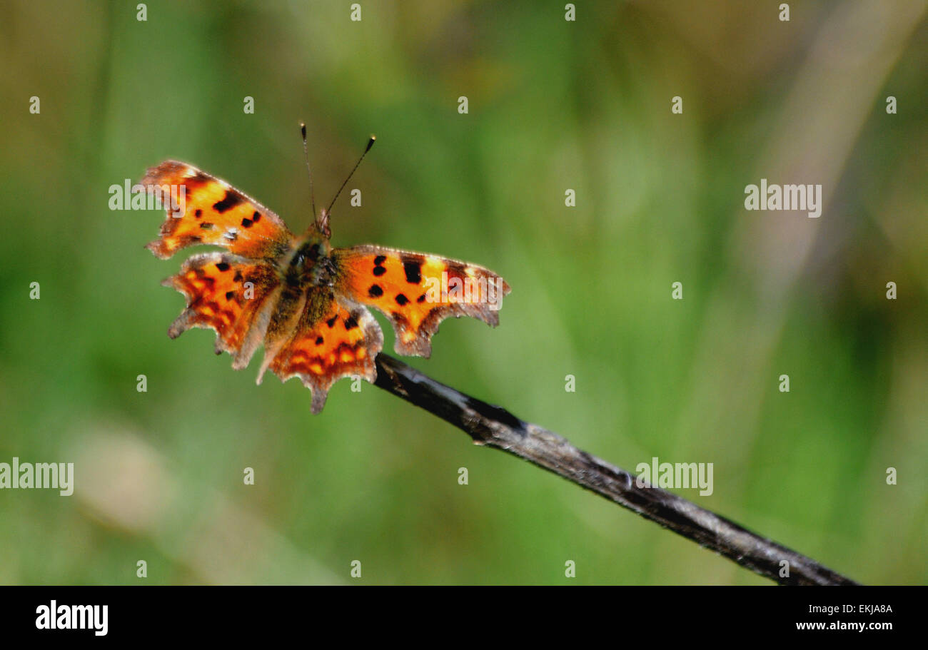 Anglewing butterfly hi-res stock photography and images - Alamy