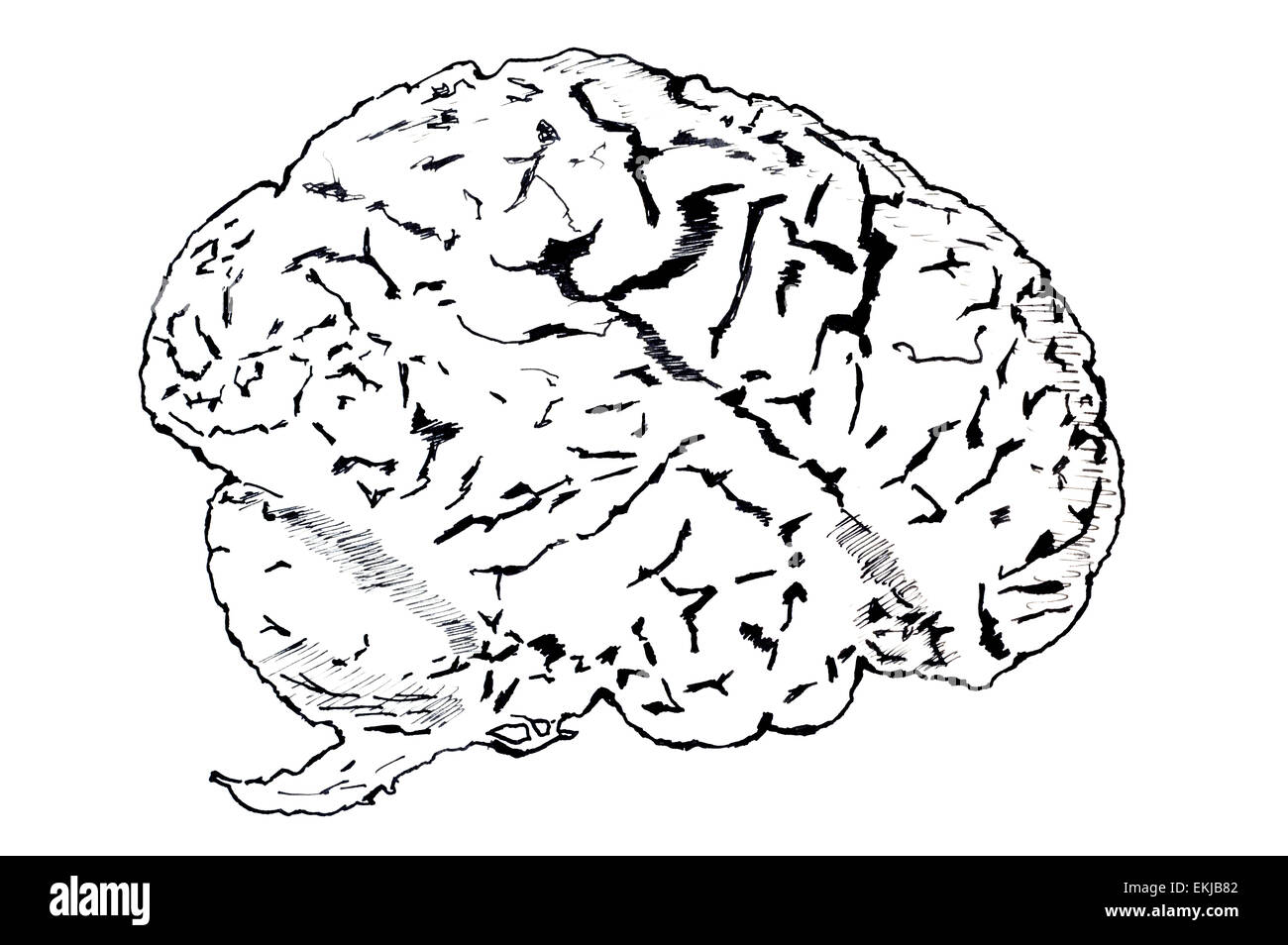 Human brain Cut Out Stock Images & Pictures - Alamy