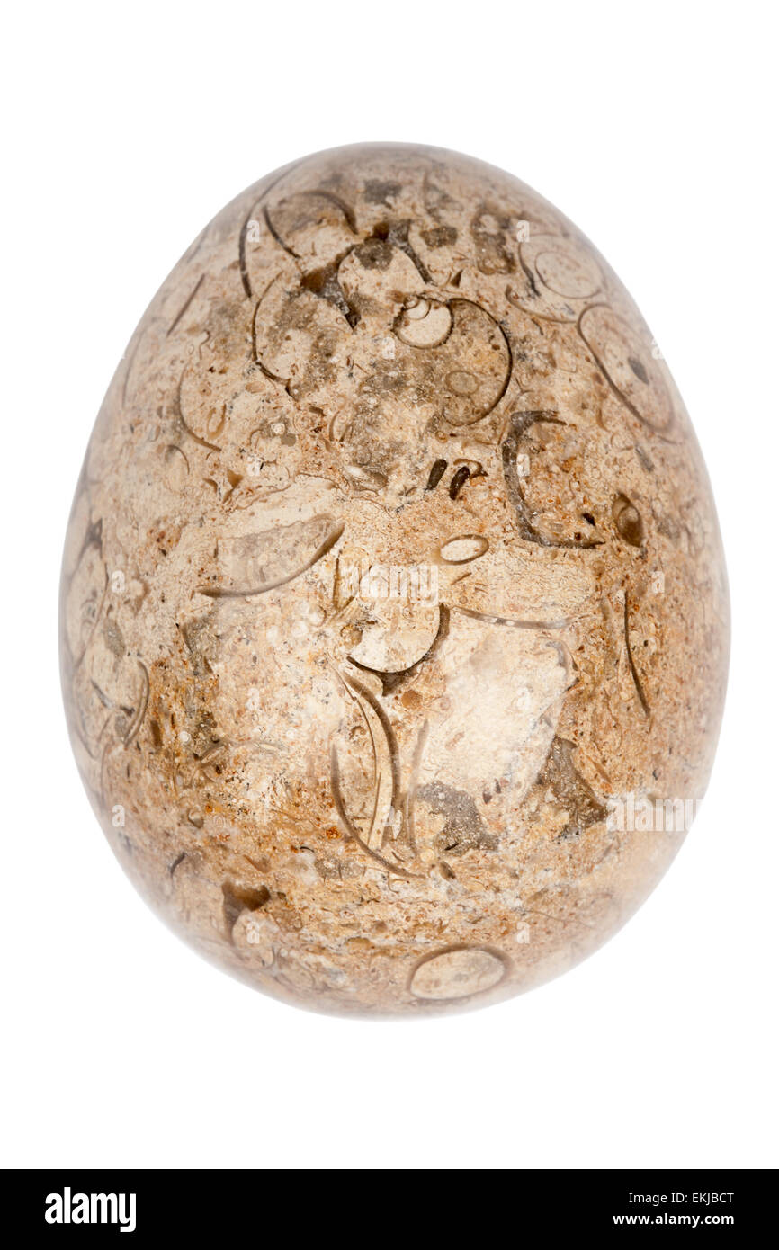 Fossil stone collection hi-res stock photography and images - Alamy