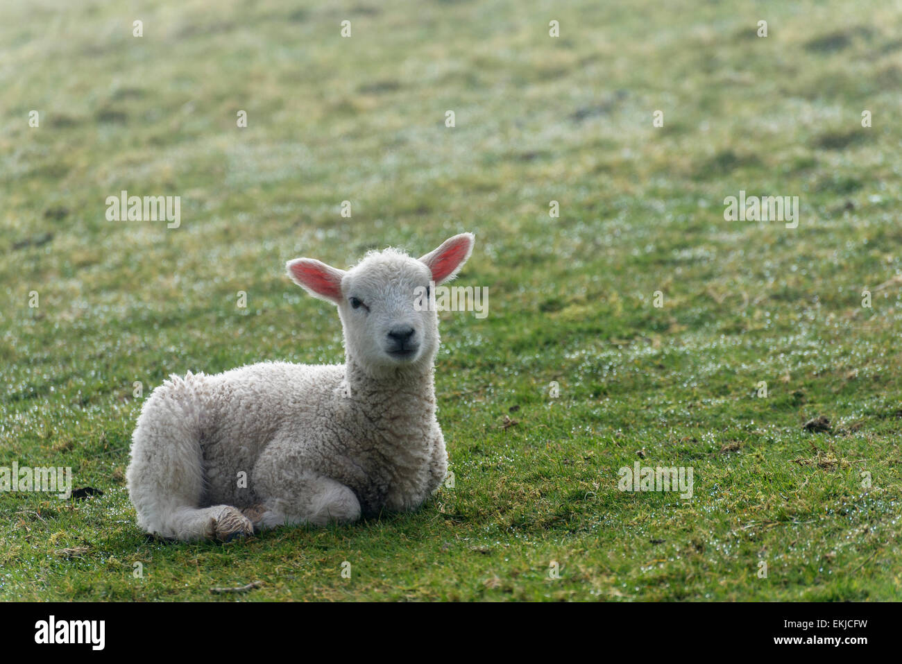 Helpless lamb hi-res stock photography and images - Alamy