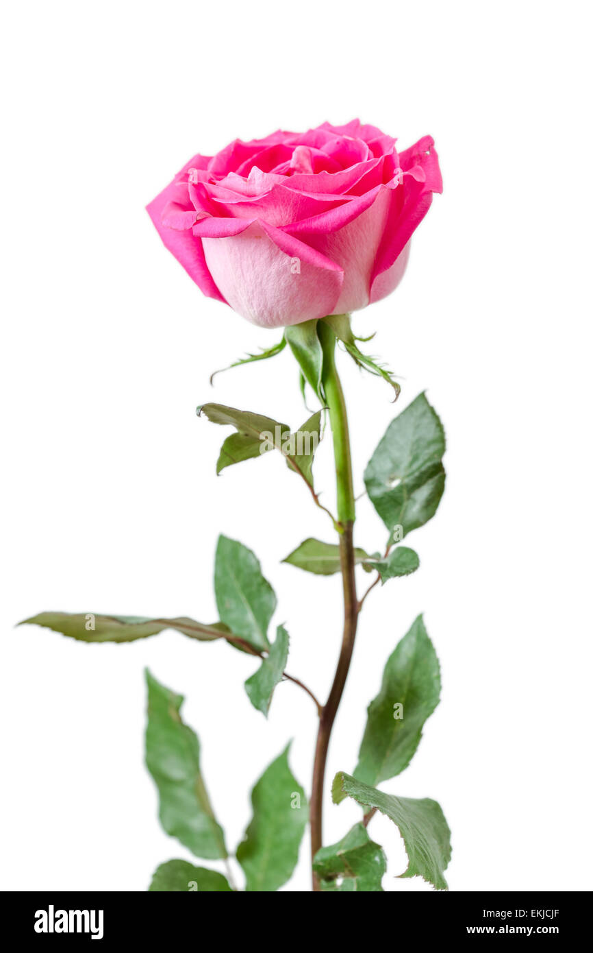 Beautiful Pink Rose isolated on white background Stock Photo - Alamy