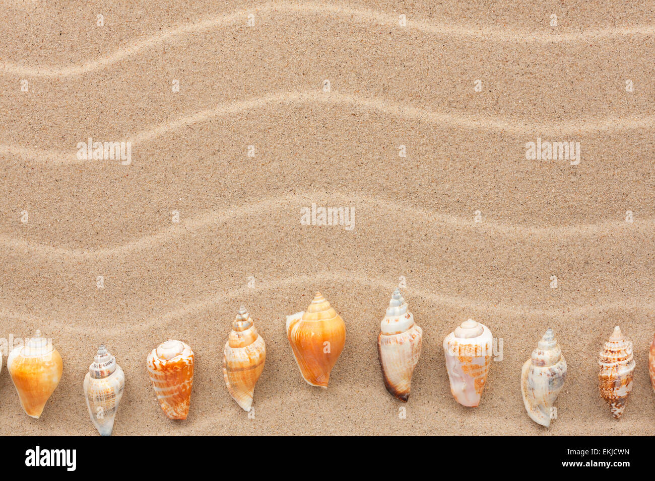 Yellow shell lie on the sand, can be used as background Stock Photo - Alamy