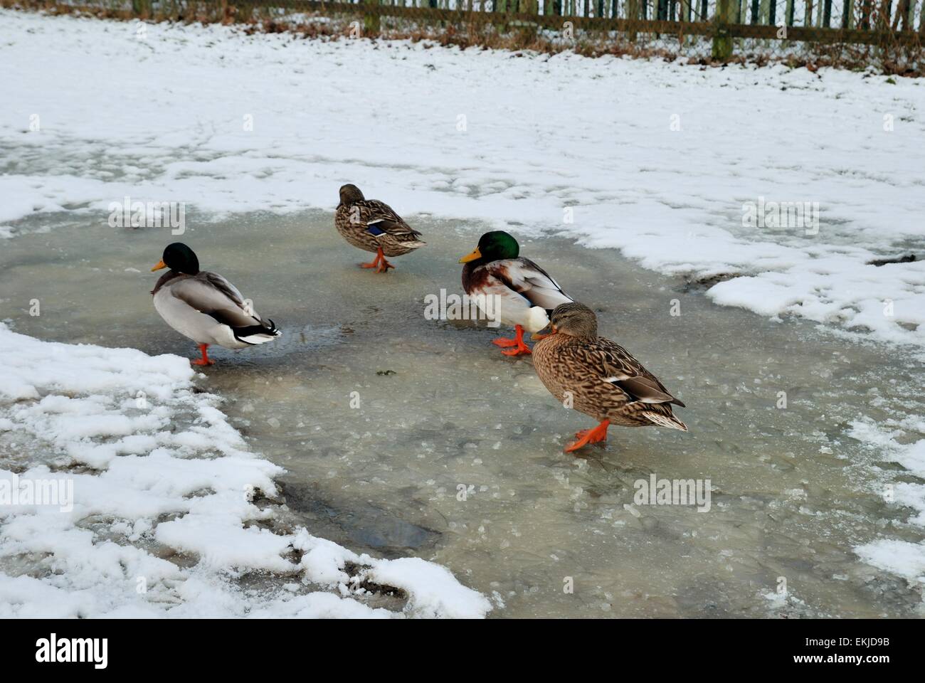 Mallard ducks walking hi-res stock photography and images - Alamy