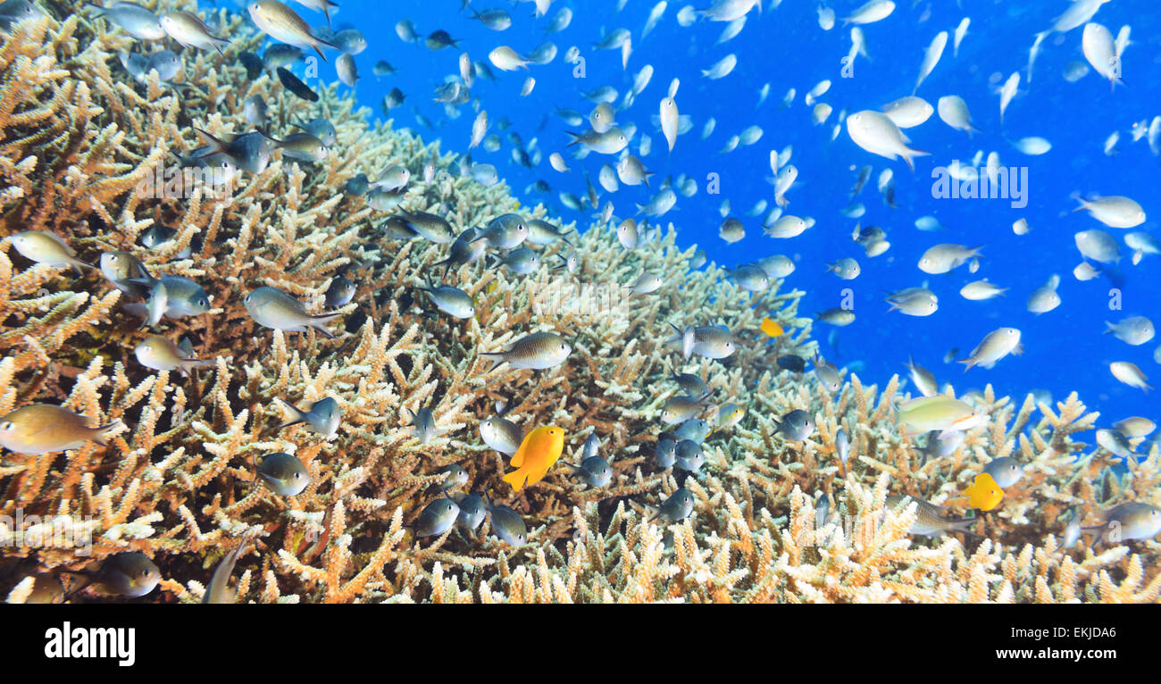Underwater panoramic scene coral reef hi-res stock photography and ...