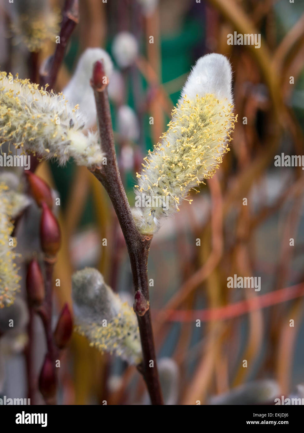 American Pussy Willow Branches, Salix discolor Stock Photo - Alamy
