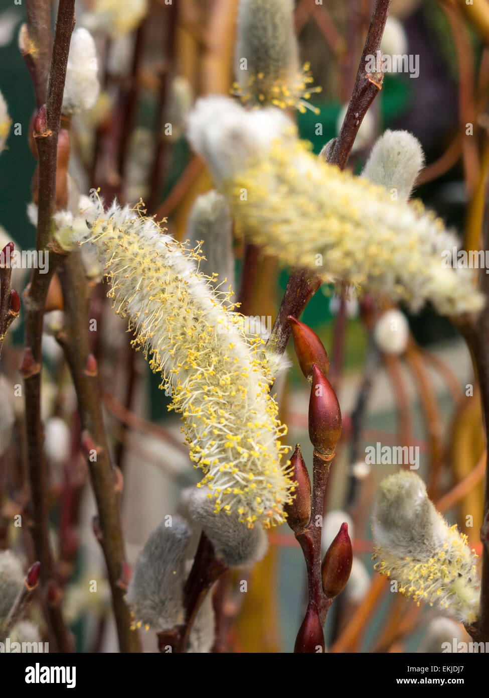 American Pussy Willow Branches, Salix discolor Stock Photo - Alamy