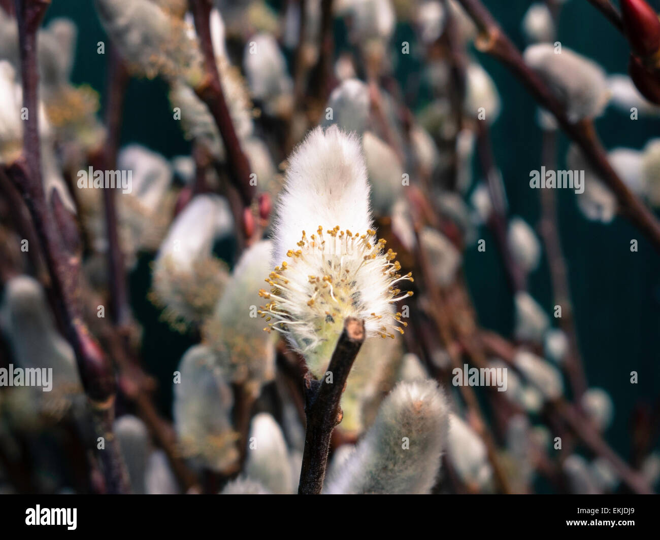 American Pussy Willow Branches, Salix discolor Stock Photo - Alamy