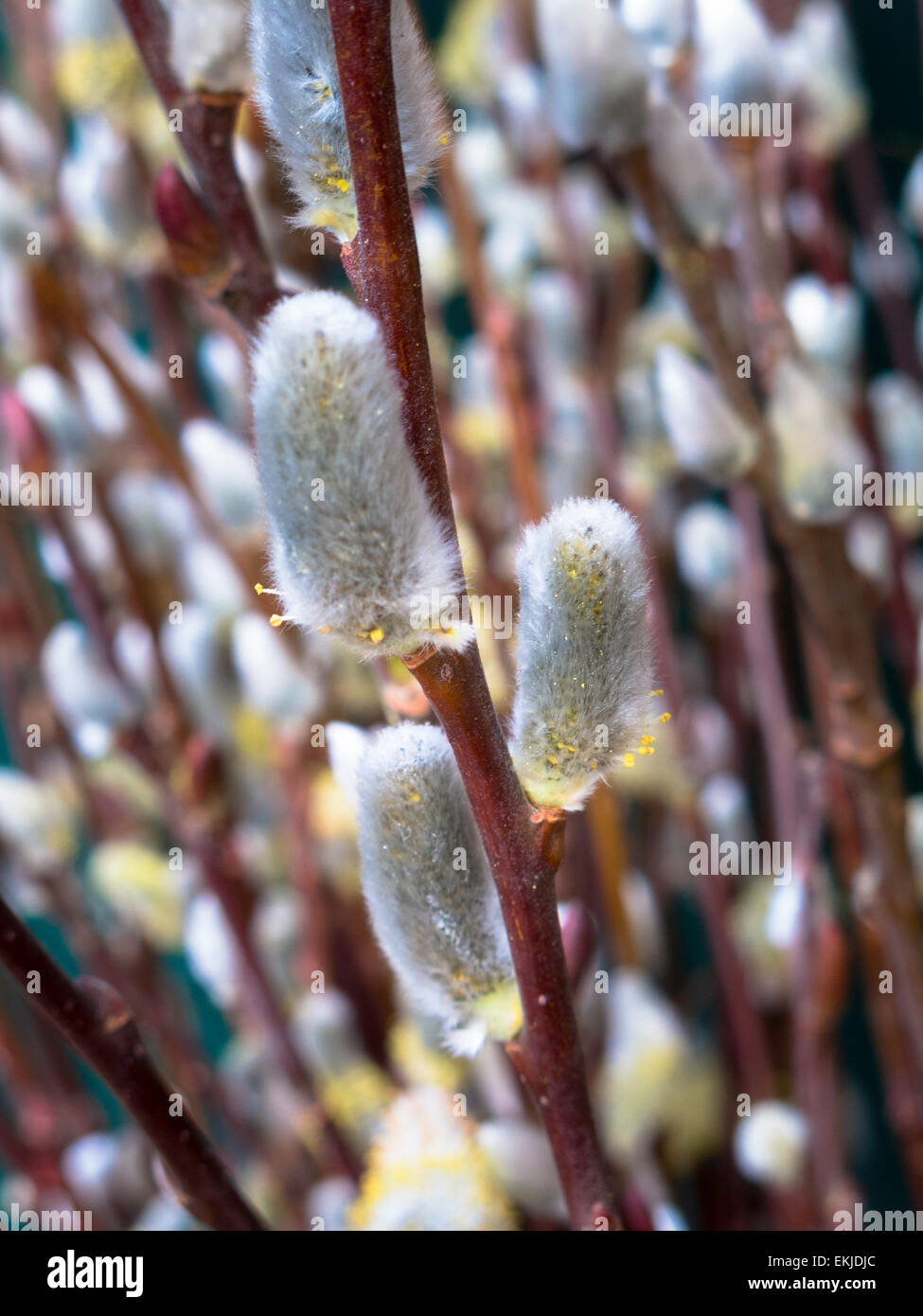 American Pussy Willow Branches, Salix discolor Stock Photo - Alamy