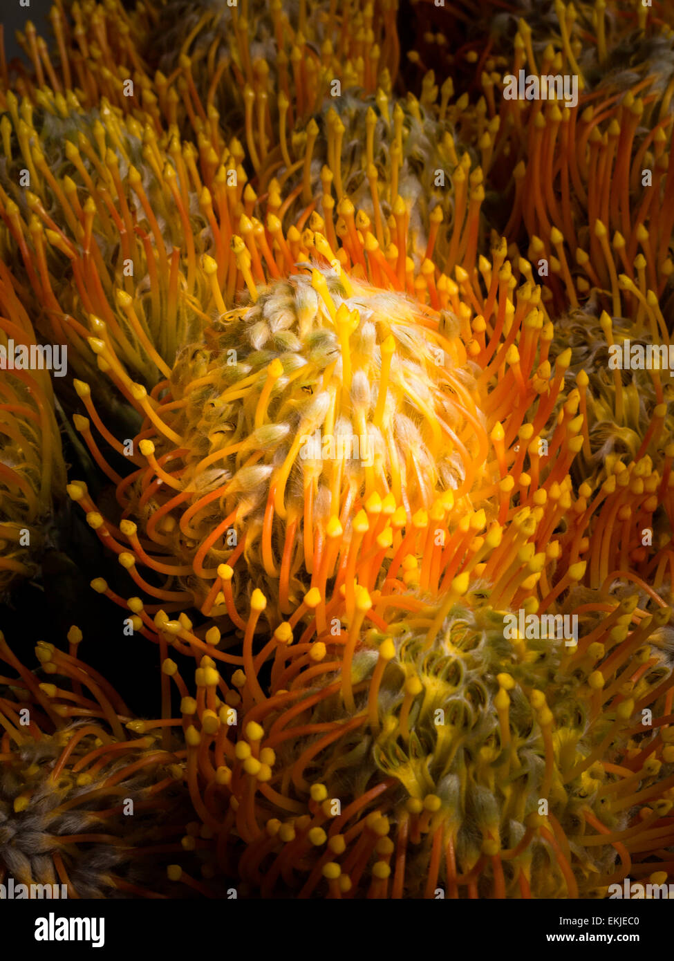 Proteus greek god hi-res stock photography and images - Alamy