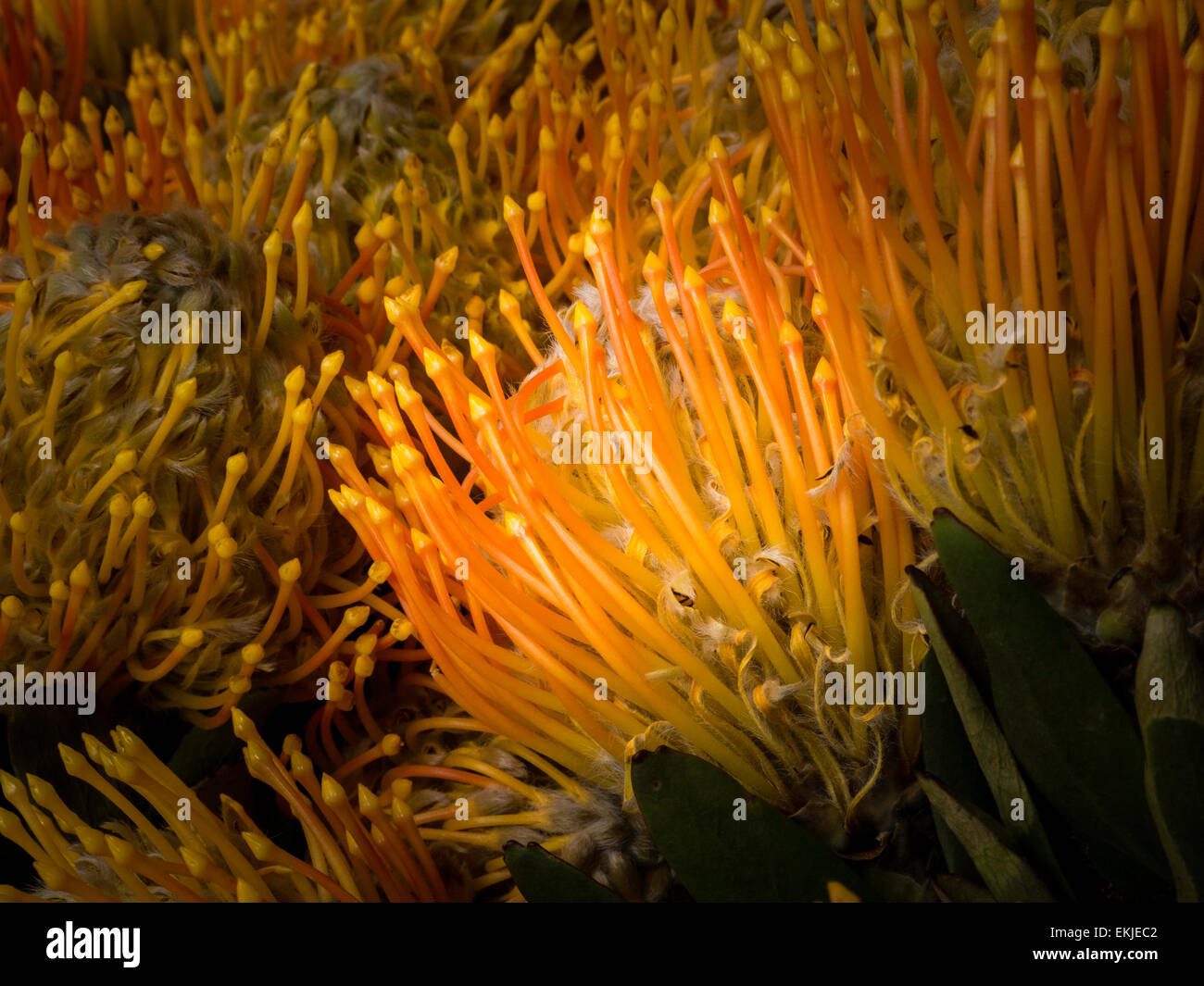 Proteus greek god hi-res stock photography and images - Alamy