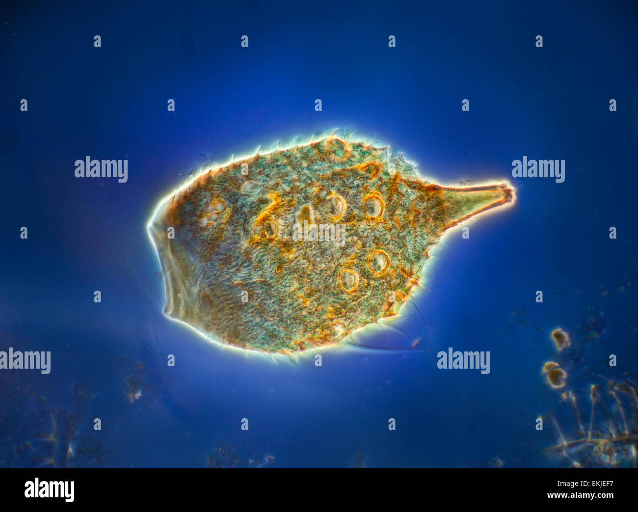 Amoeba hi-res stock photography and images - Alamy