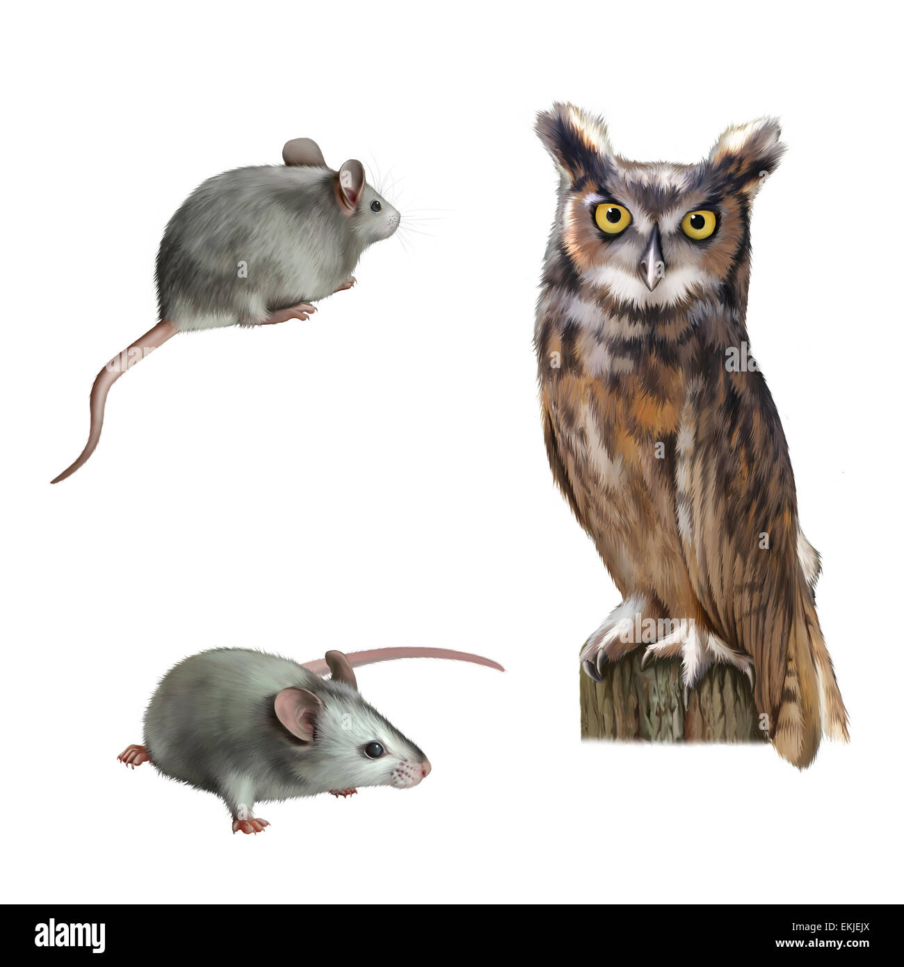 Pretty Owl sitting on a log, cute mouse Stock Photo - Alamy