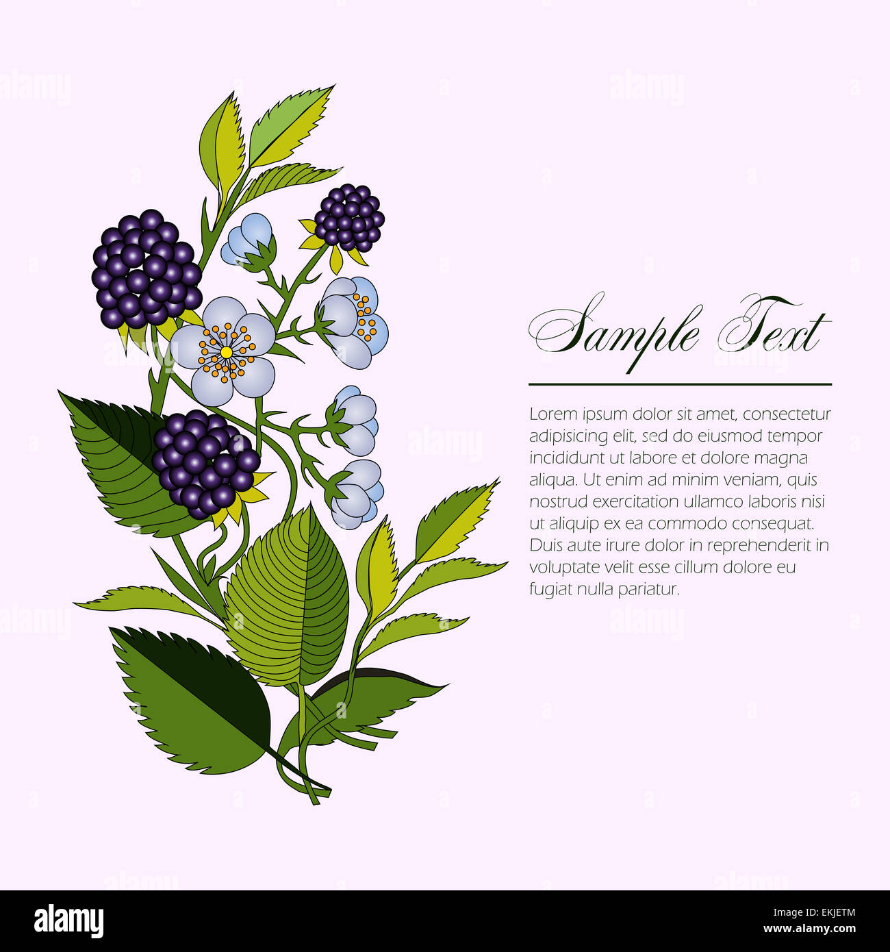 Botanical blackberry illustration hi-res stock photography and images ...