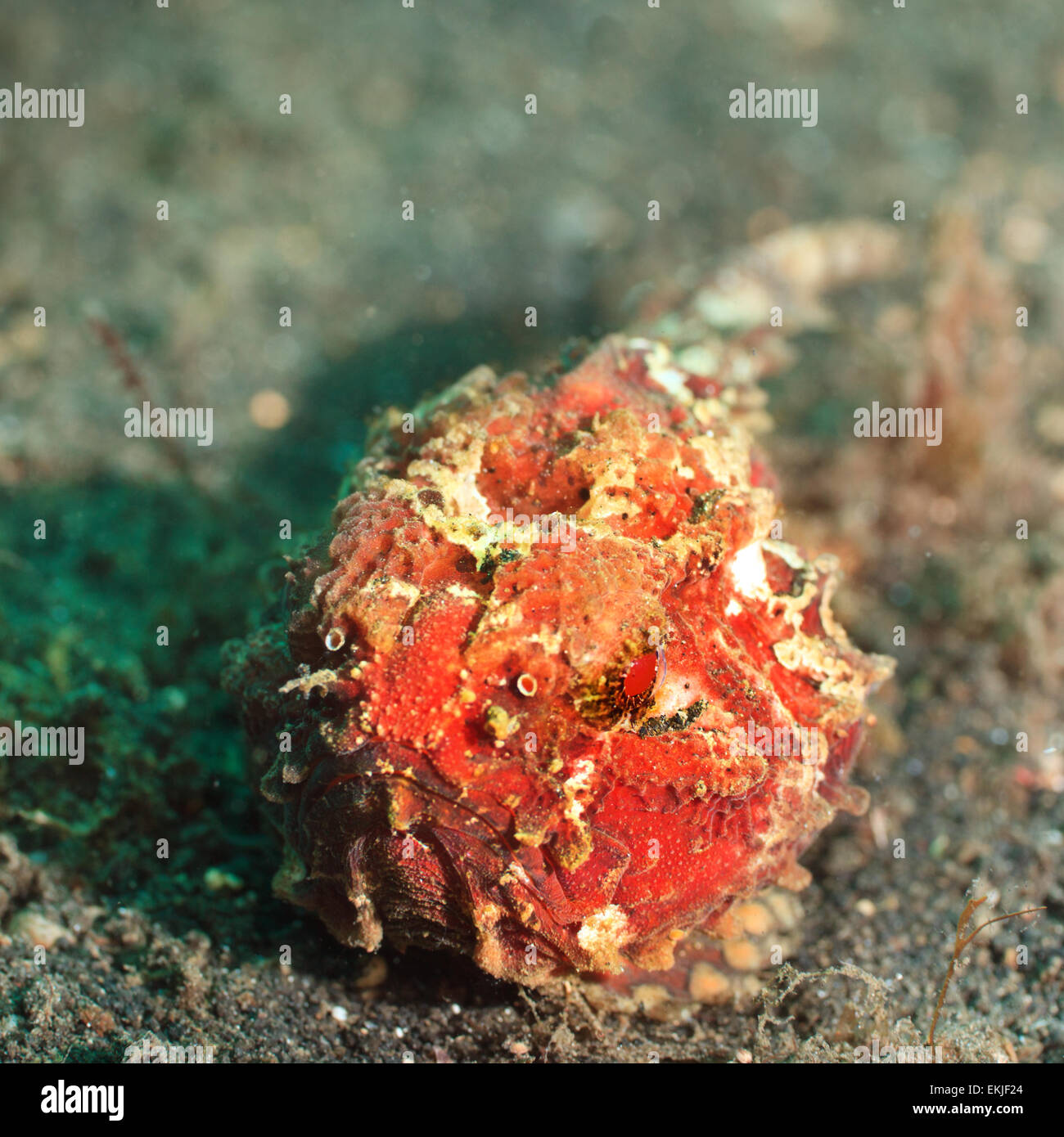 Animal anglerfish caribbean hi-res stock photography and images - Alamy