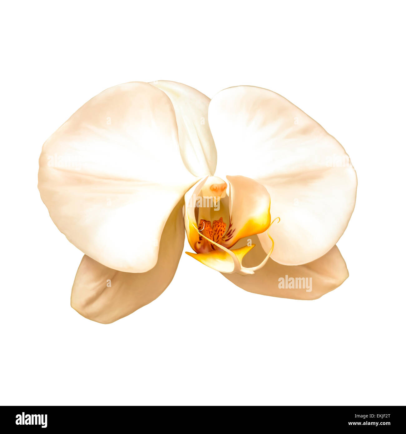 White orchid with red middle isolated on a white background Stock Photo ...