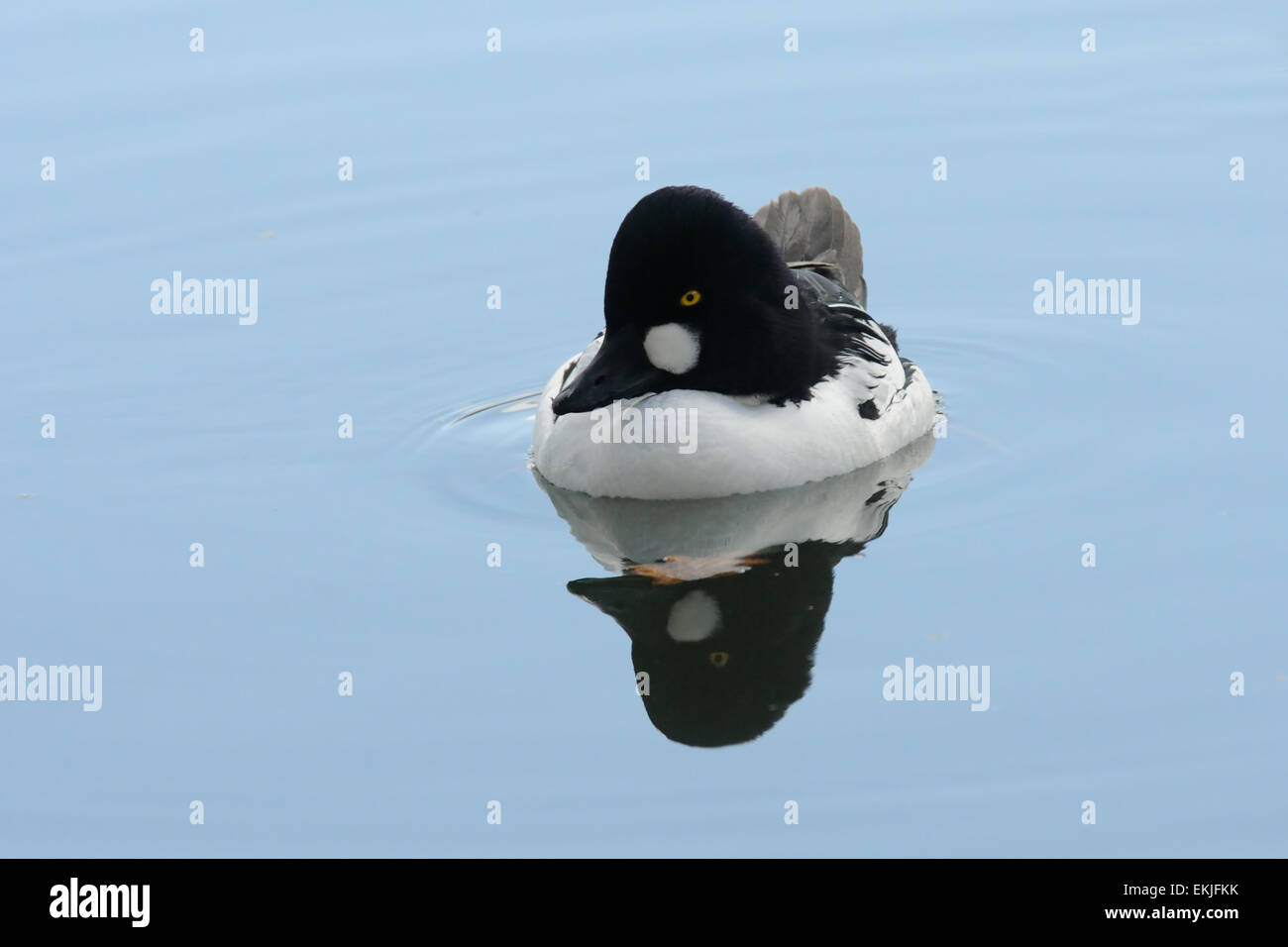 Spring portrait of water reflected Goldeneye Stock Photo - Alamy