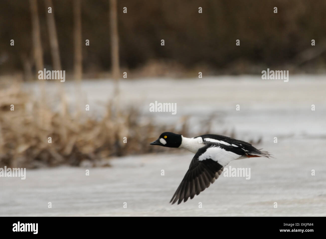 Goldeneye just arrived at early spring Stock Photo - Alamy