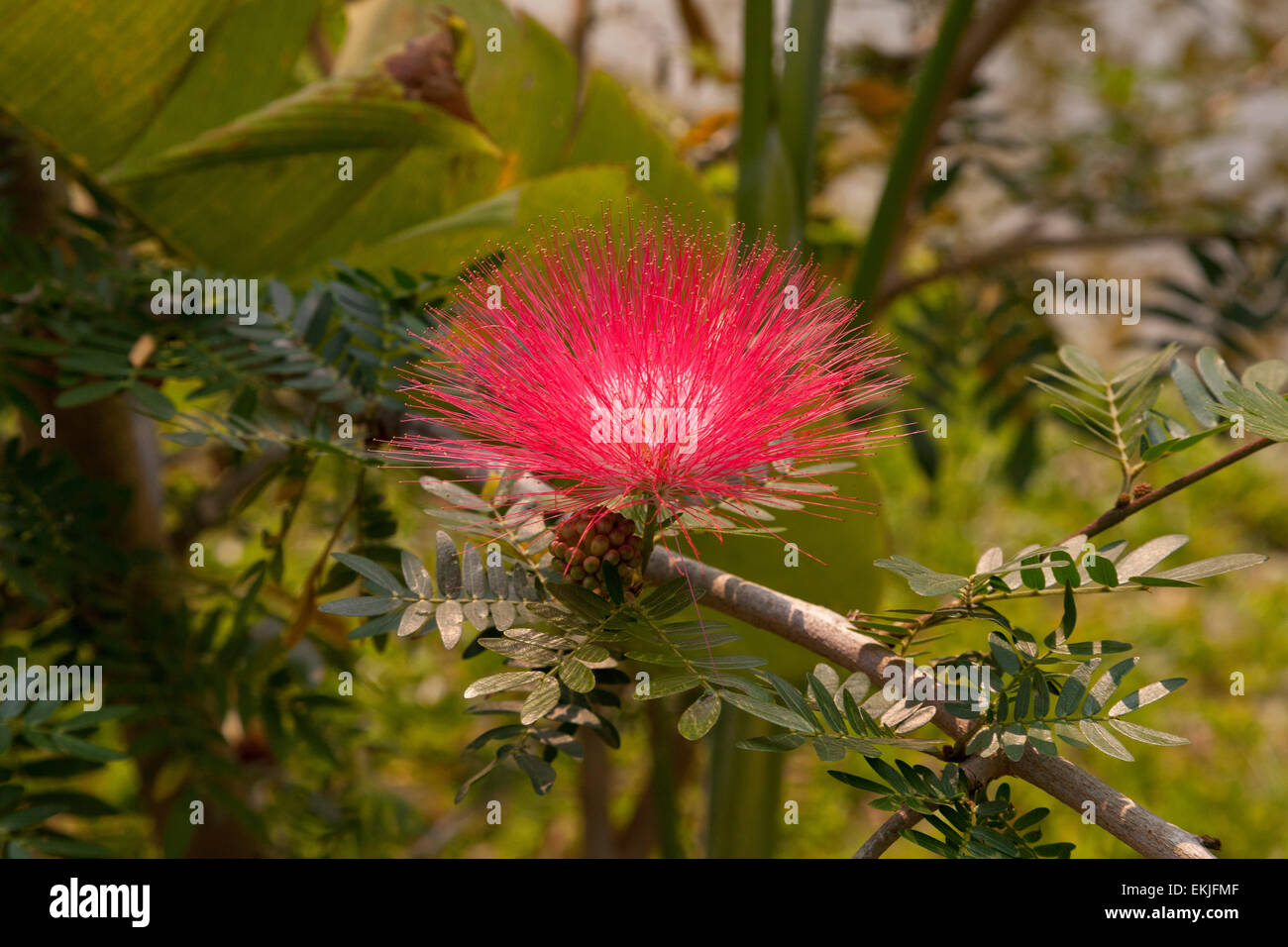 Joseph flower hi-res stock photography and images - Alamy