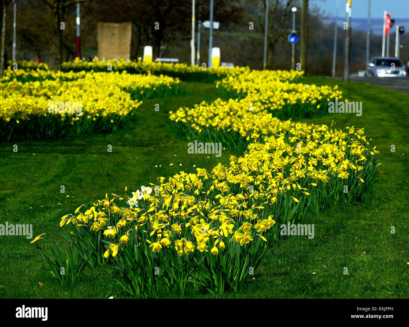 River of Yellow Daffodils Stock Photo - Alamy