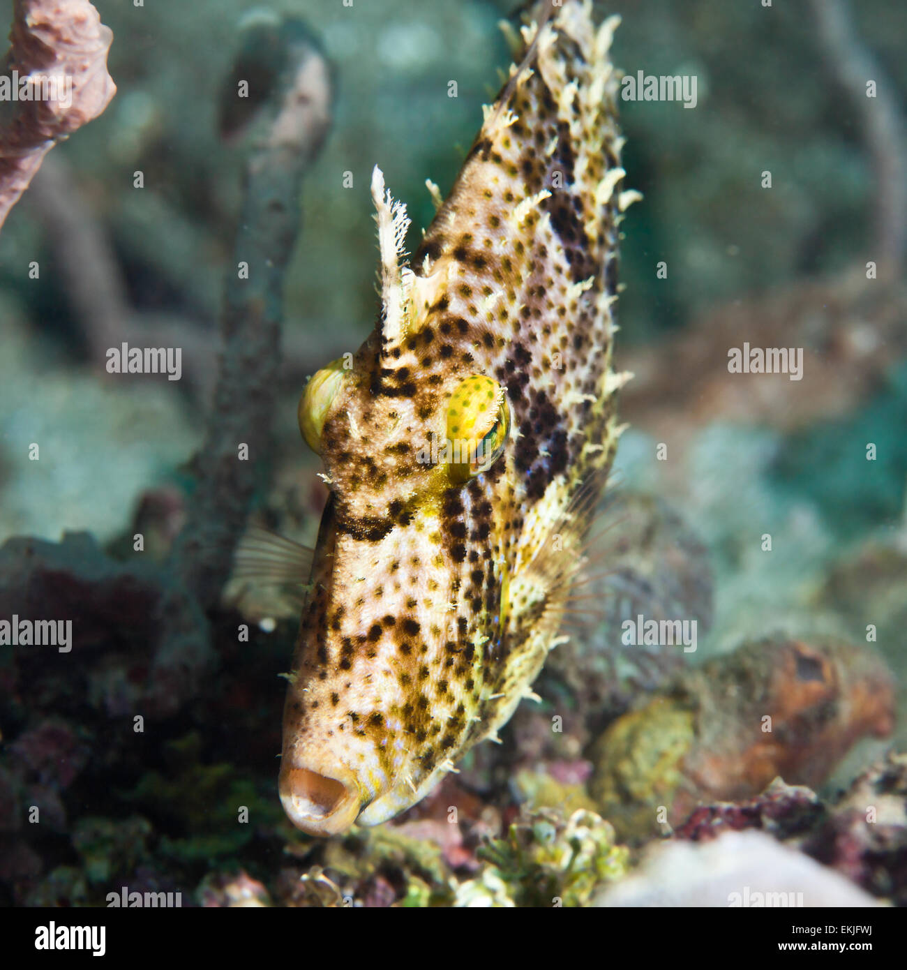 Leatherjacket fish hi-res stock photography and images - Alamy