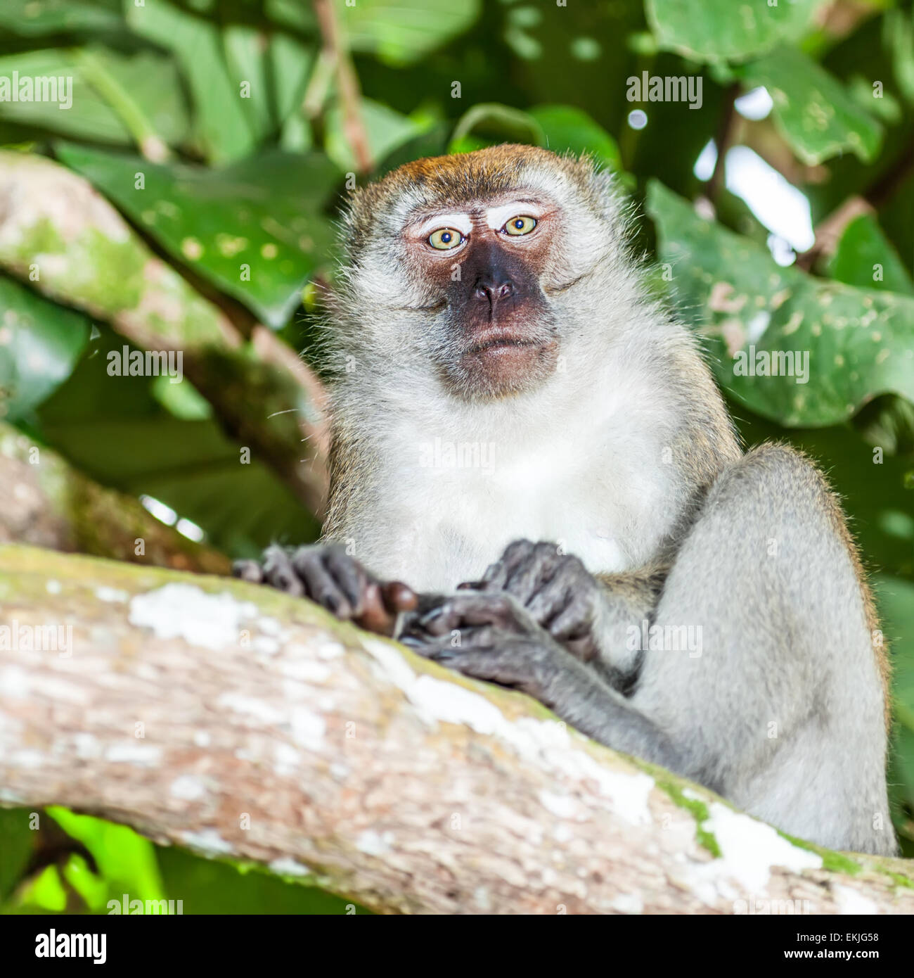 Portrait of the funny macaque Stock Photo - Alamy