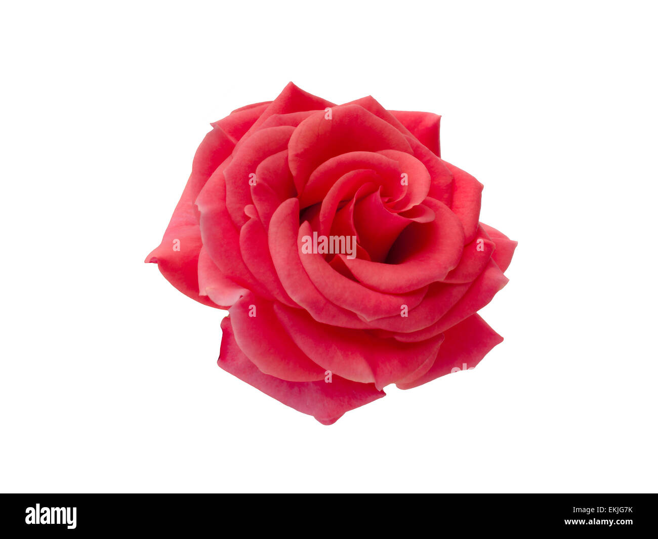 Full red rose Cut Out Stock Images & Pictures - Alamy