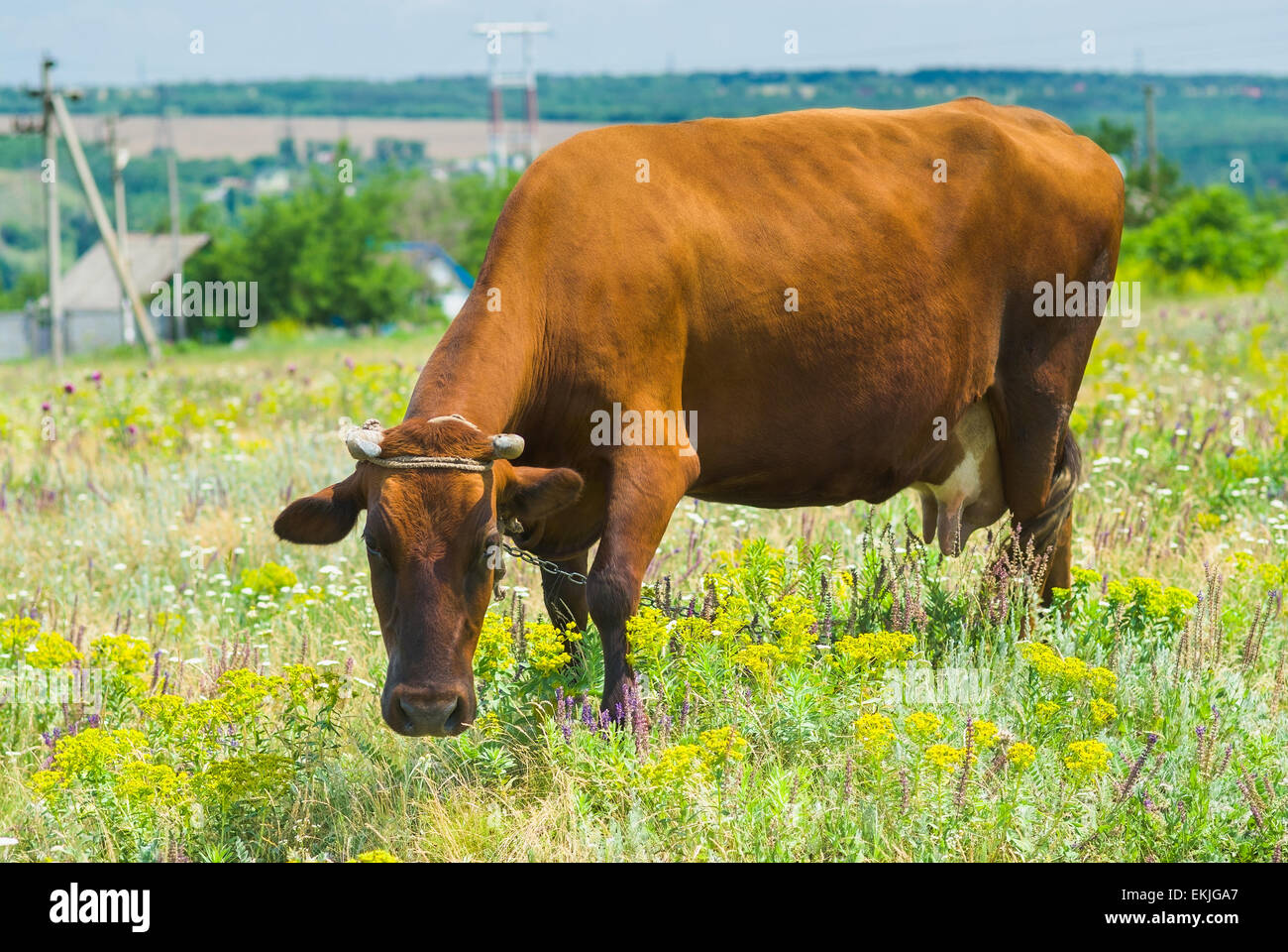 Brave cow is ready to attack protecting its place on a summer pasture ...