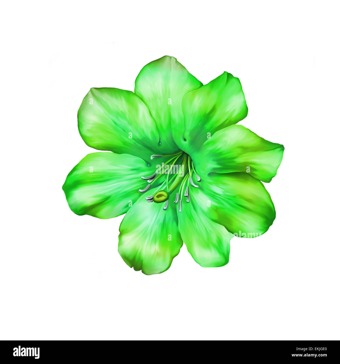 Beautiful bright green Flower. Isolated on white. Illustration Stock ...