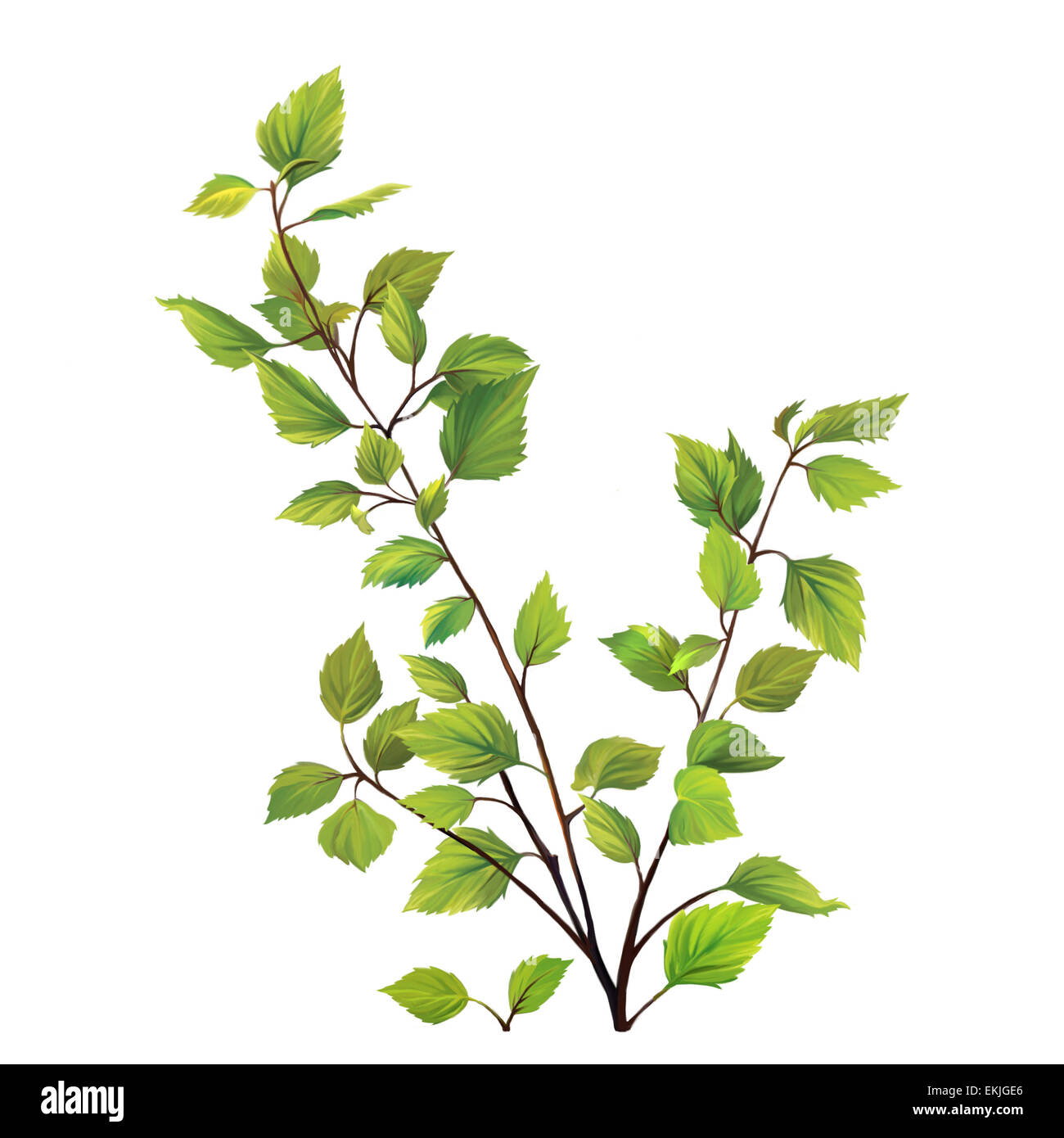 green birch tree, bush branch with leaves isolated on white Stock Photo ...