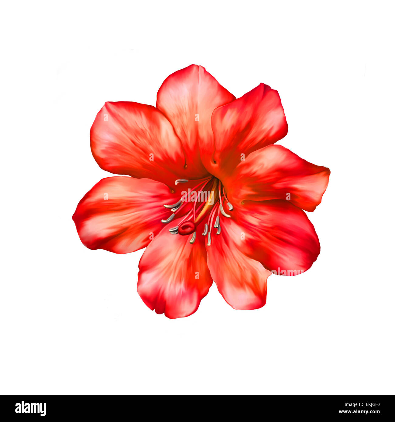 Beautiful bright red Flower. Isolated on white. Illustration Stock ...