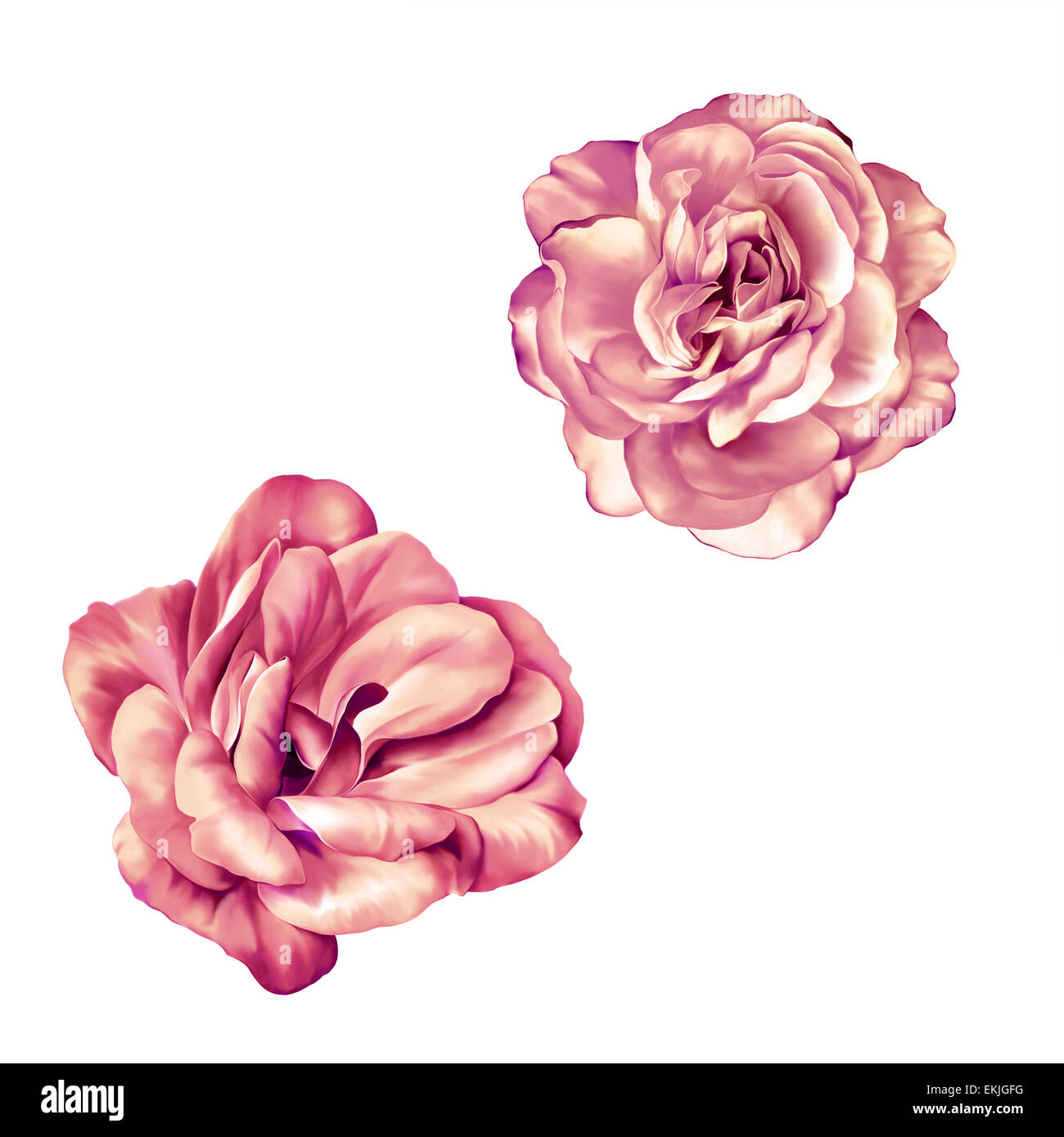 Tender Pastel pink Rose Flower isolated on white background Stock Photo ...