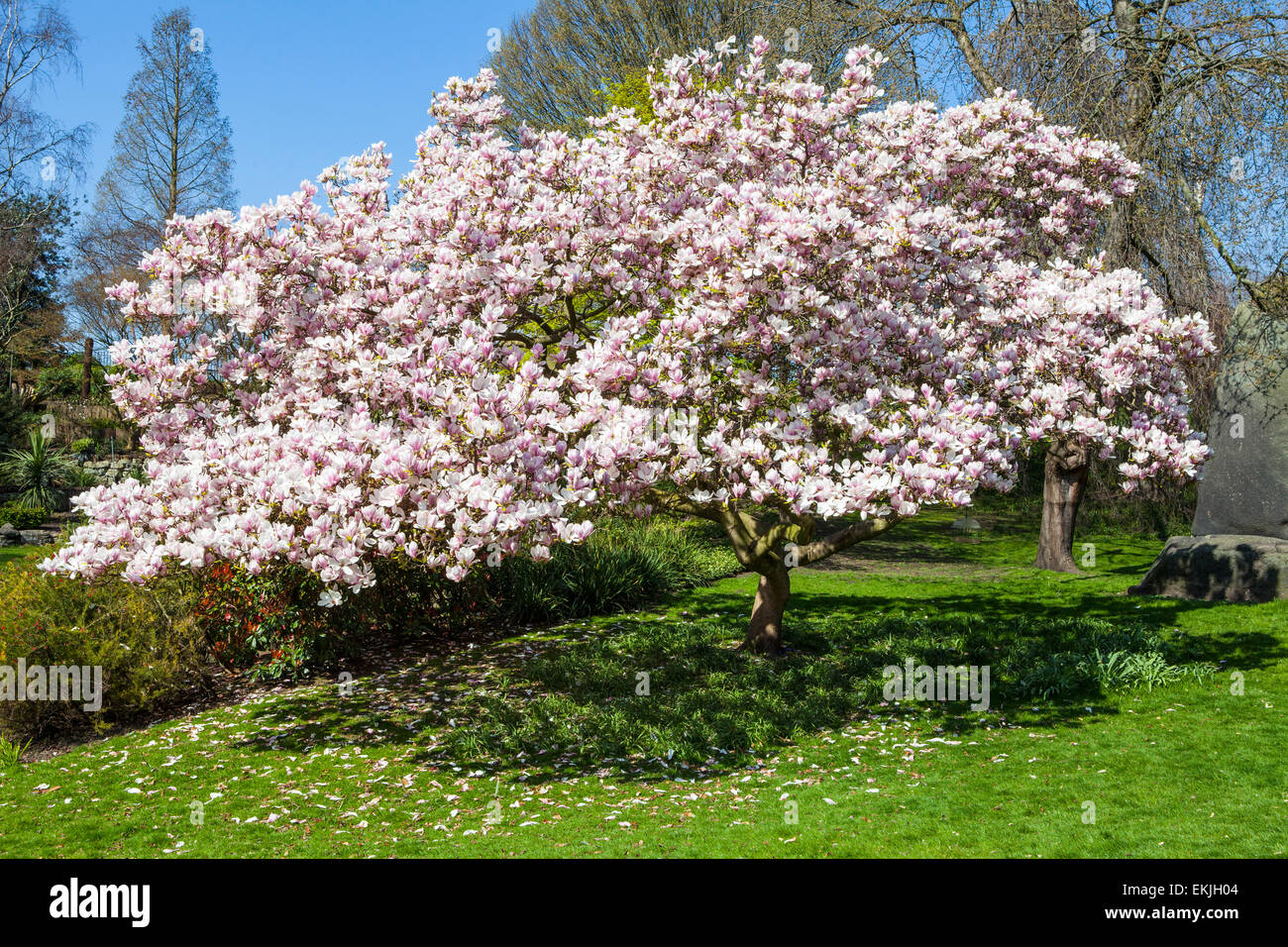 Blossom trees london landmarks hi-res stock photography and images - Alamy