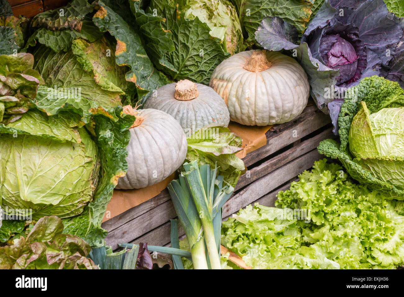 Mixed leaf plants hi-res stock photography and images - Alamy
