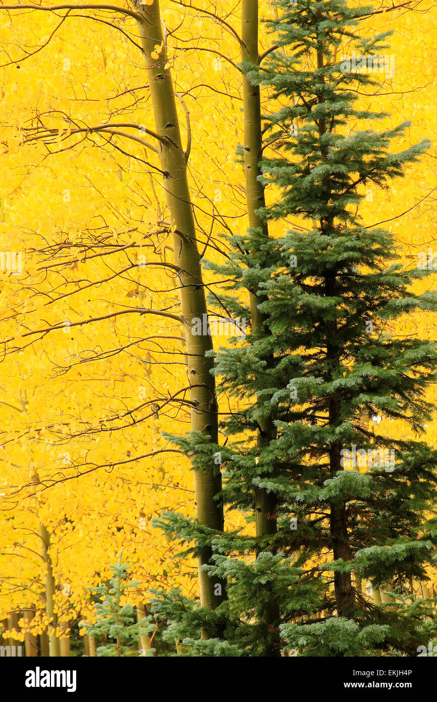 American aspen tree hi-res stock photography and images - Alamy