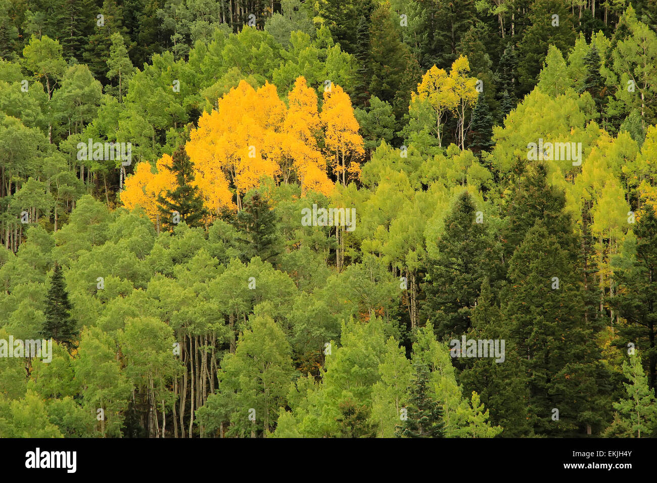 Aspen trees with fall color, Uncompahgre National Forest, Colorado, USA ...