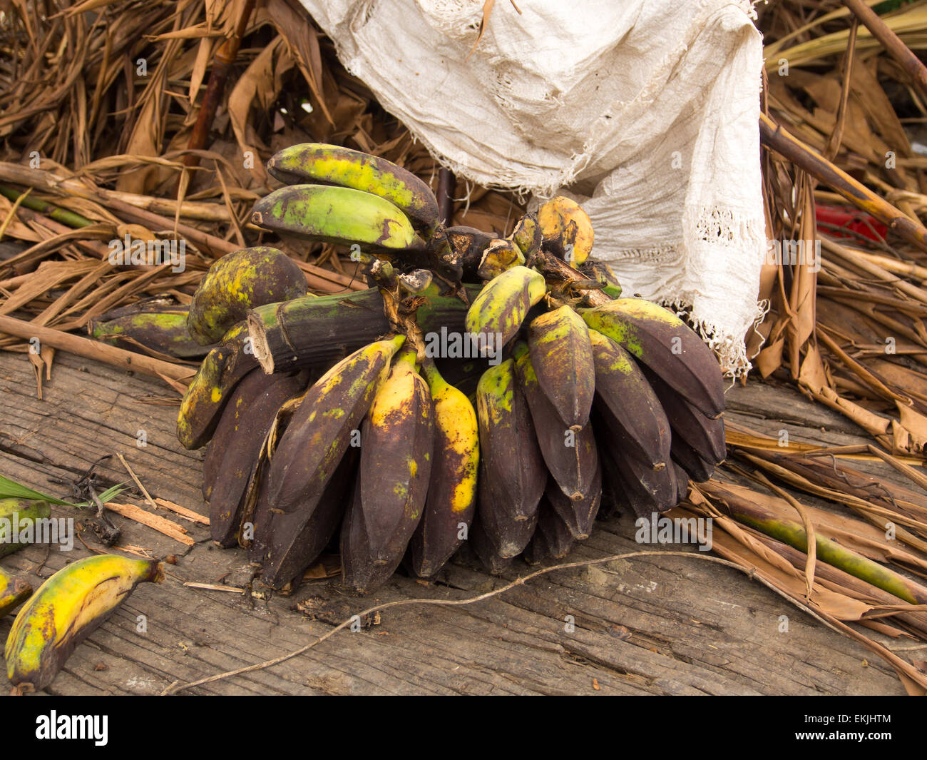 Bunch of small ripe bananas freshly picked from the tree Stock Photo ...