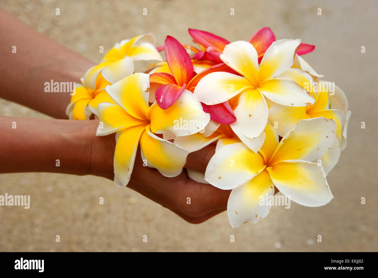 Hands holding flowers hi-res stock photography and images - Alamy