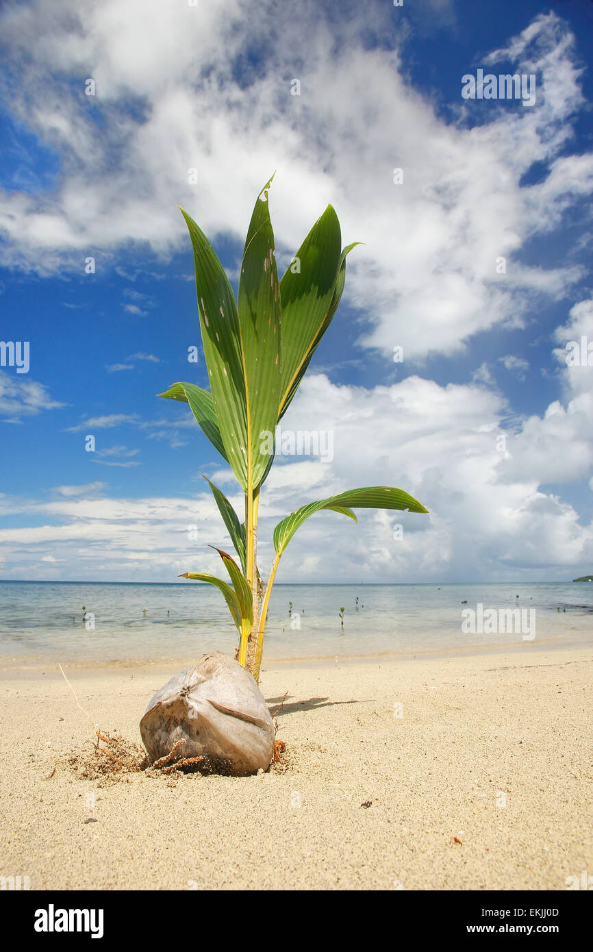 Palm tree sprout on a tropical beach, Nananu-i-Ra island, Fiji, South ...