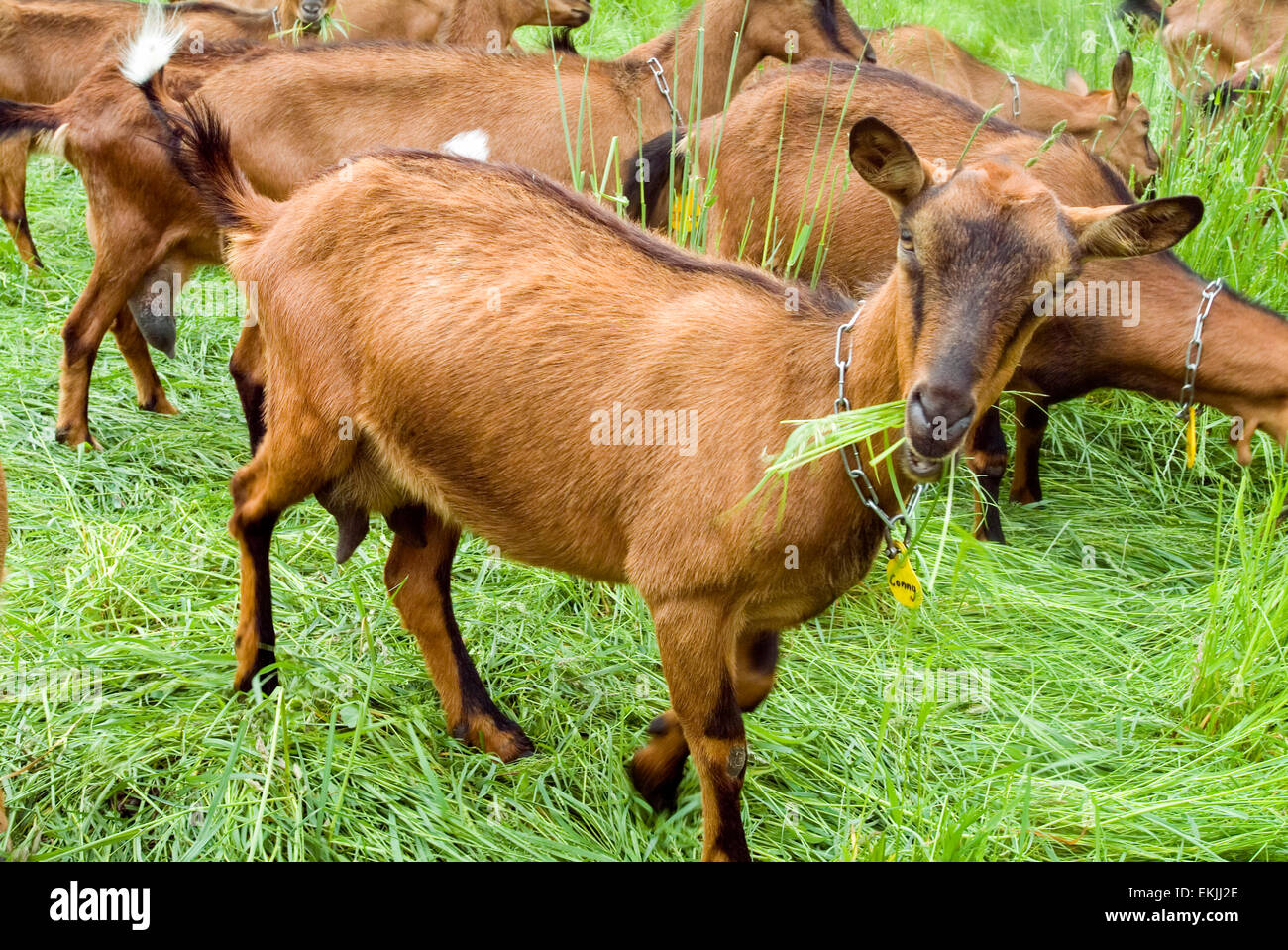 Goat (Capra aegagrus hircus Stock Photo - Alamy