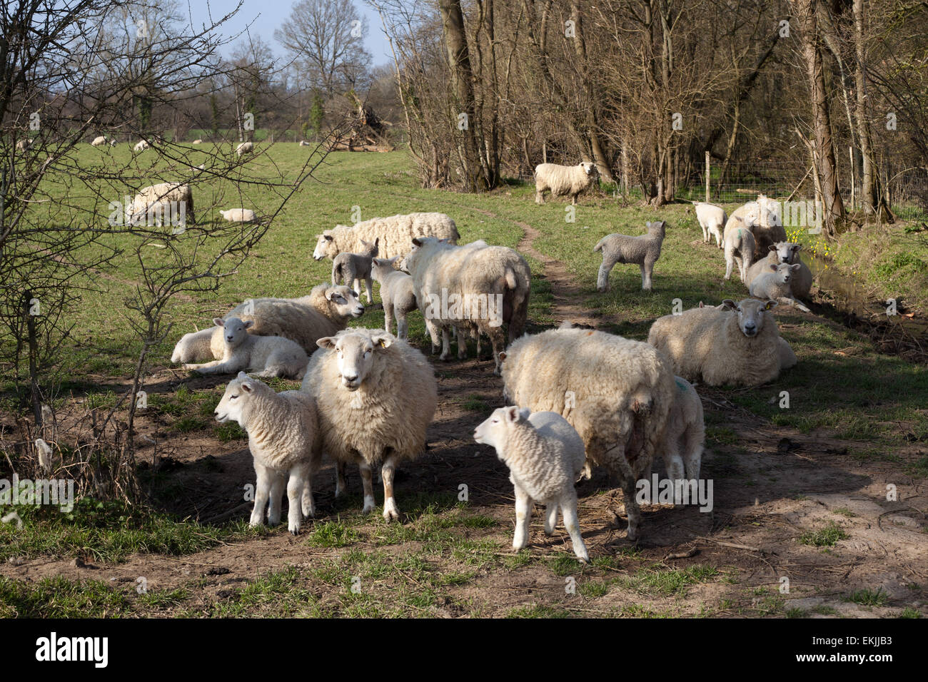 Sheep with lambs in a field in Kent, England Stock Photo - Alamy