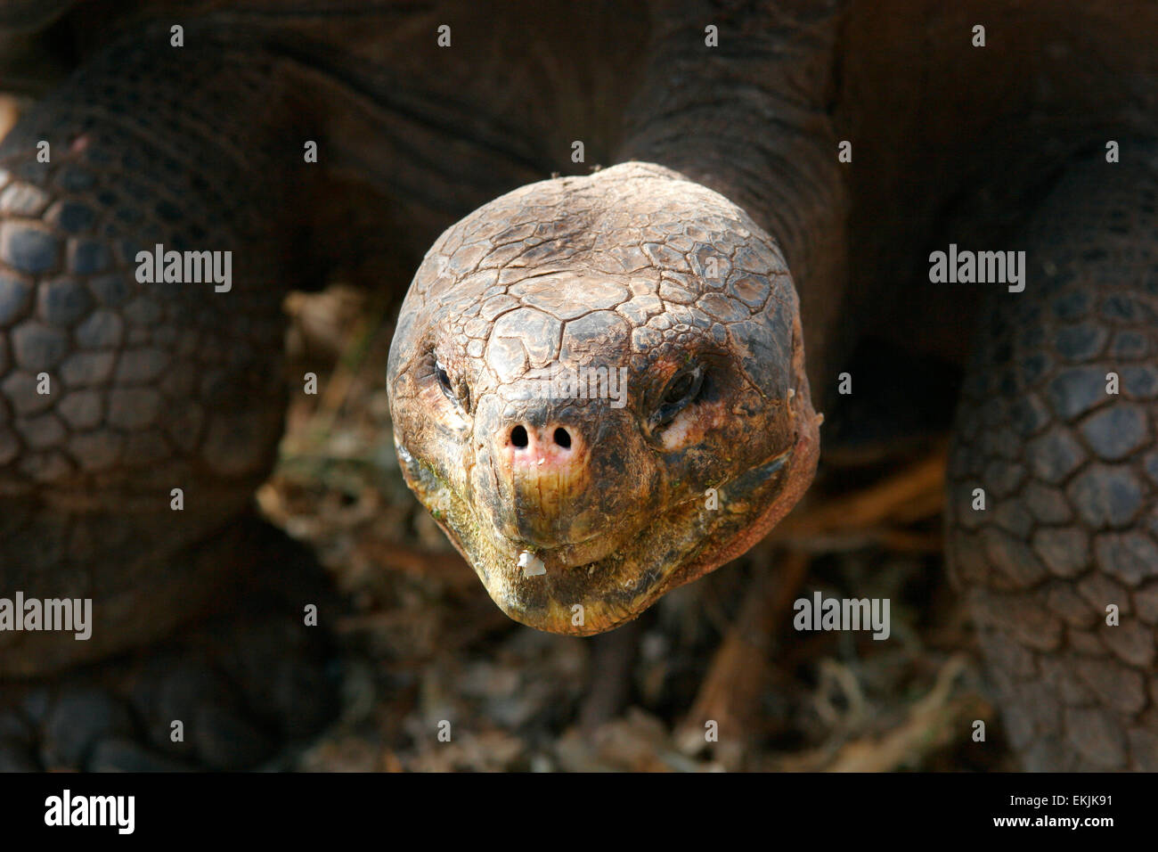 Endemic endangered giant tortoise face head hi-res stock photography ...