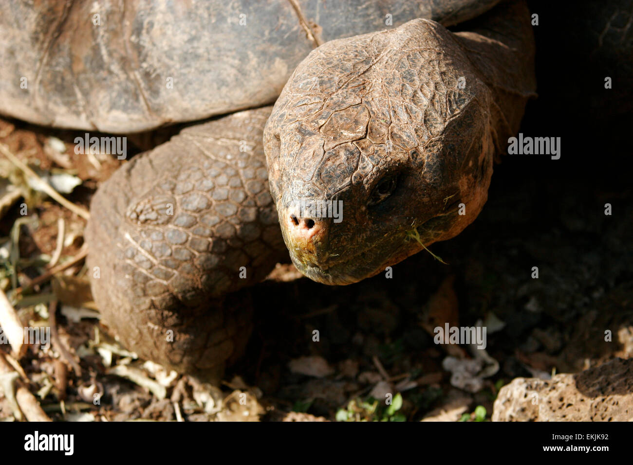 Galapagos Giant Tortoise, Charles Darwin Research Station, Puerto Ayora ...