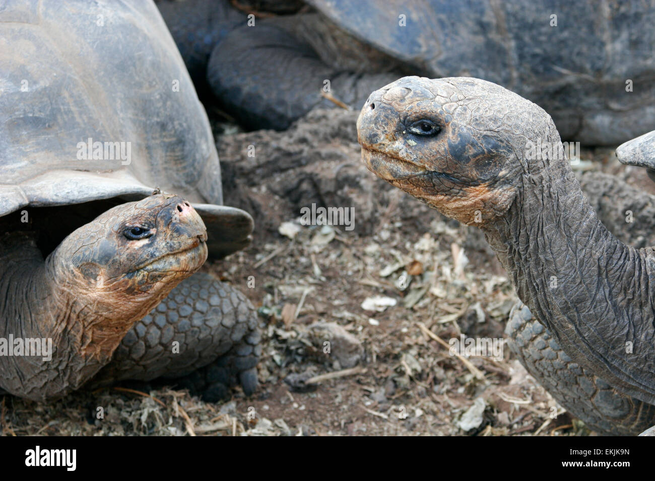 Galapagos Giant Tortoises, Charles Darwin Research Station, Puerto ...