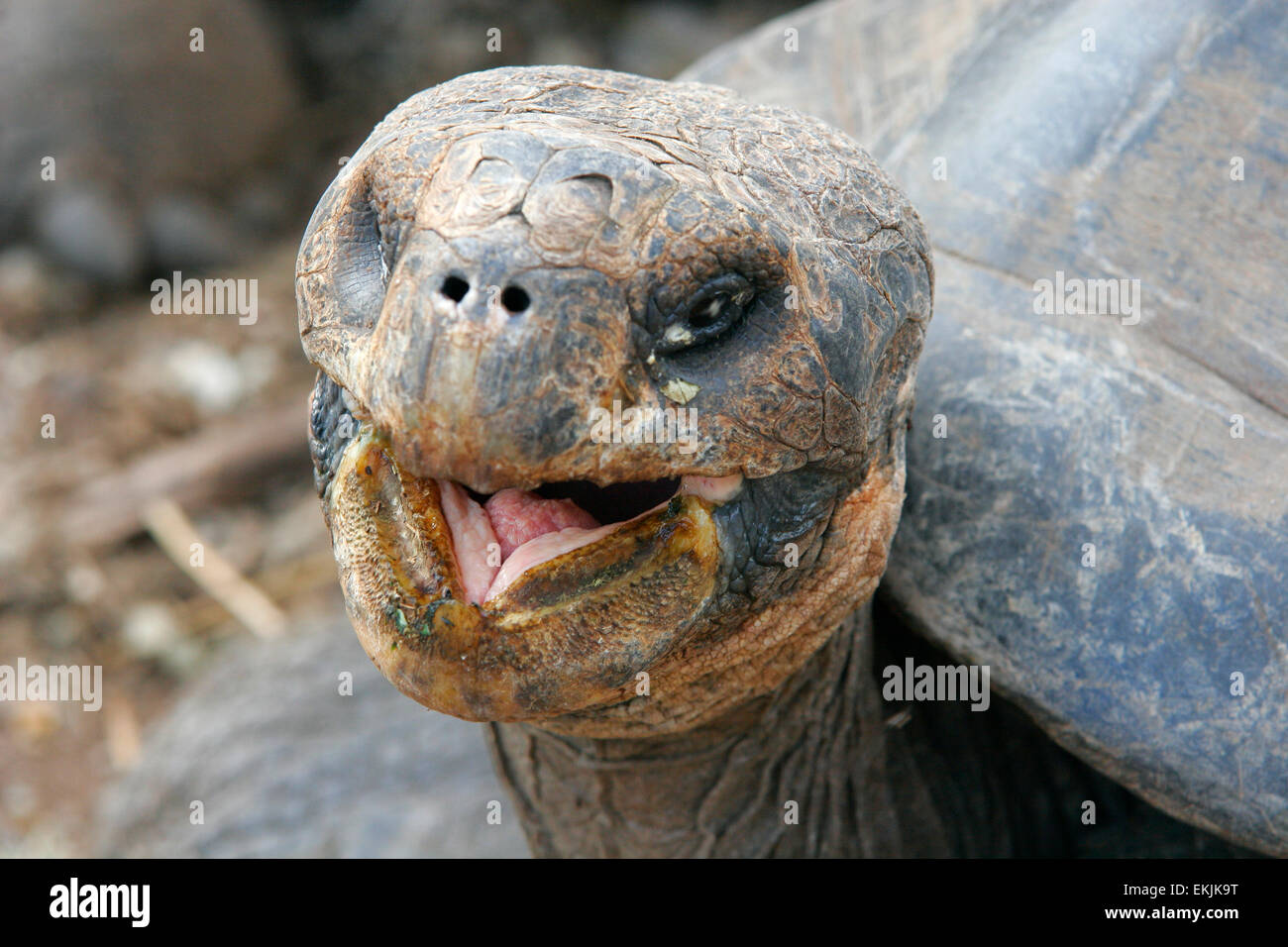 Galapagos Giant Tortoise, Charles Darwin Research Station, Puerto Ayora ...