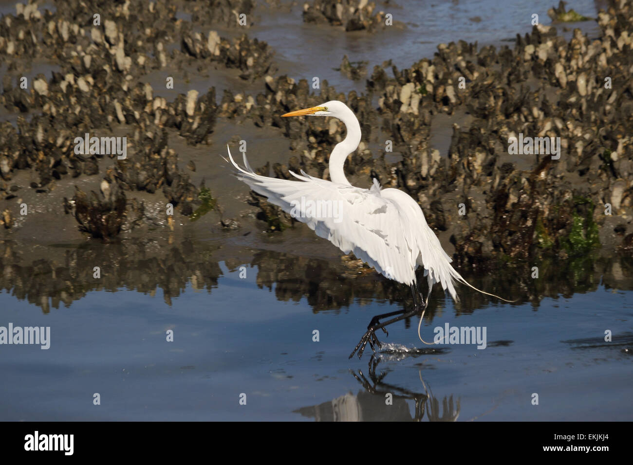 A Great Egret landing in a coastal marsh Stock Photo - Alamy