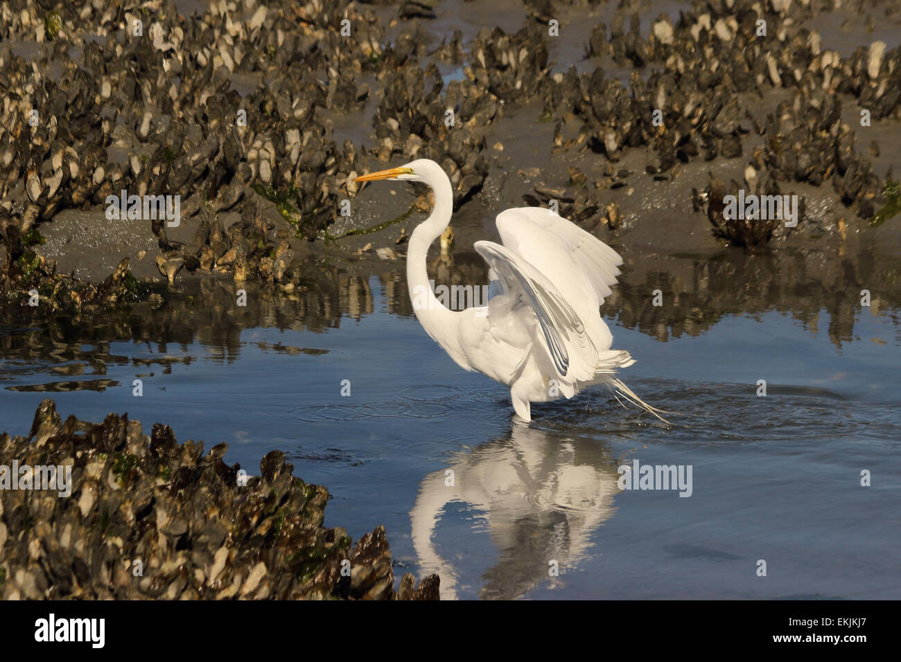 A Great Egret landing in a coastal marsh Stock Photo - Alamy