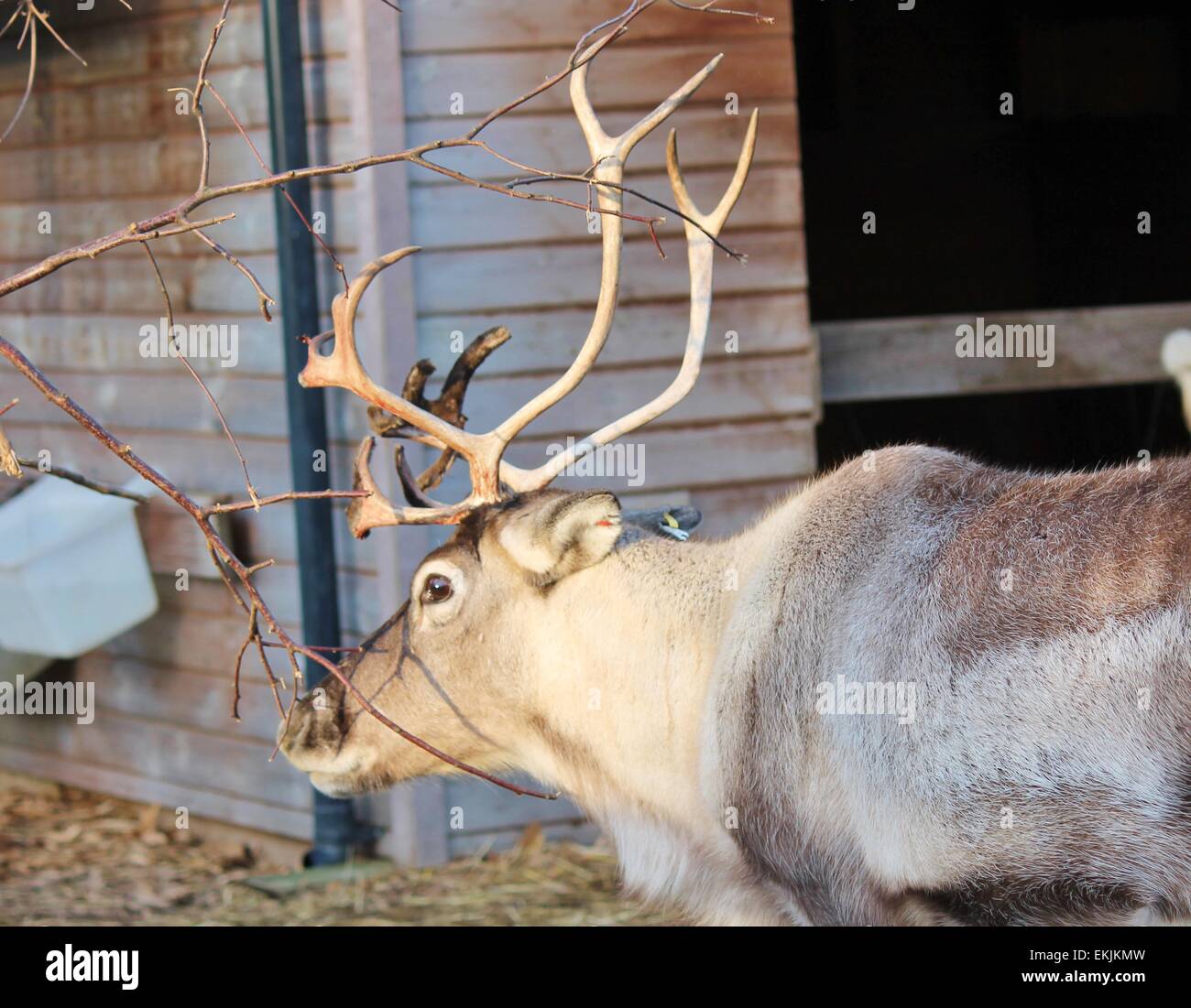 Reindeer with antlers ready for Christmas Stock Photo - Alamy