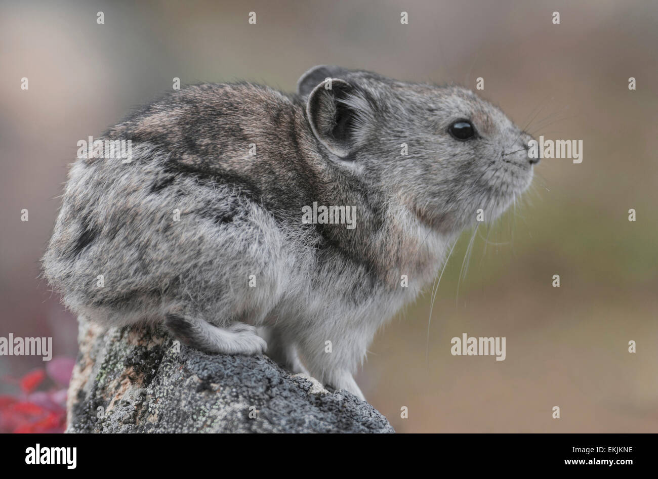 Collared Pika (Ochotona collaris) is a small lagomorph that lives in ...