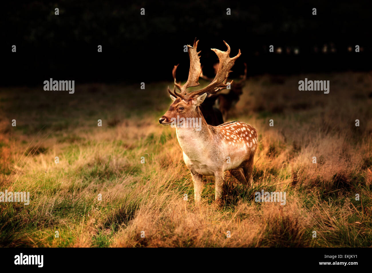 Gorgeous male hi-res stock photography and images - Alamy